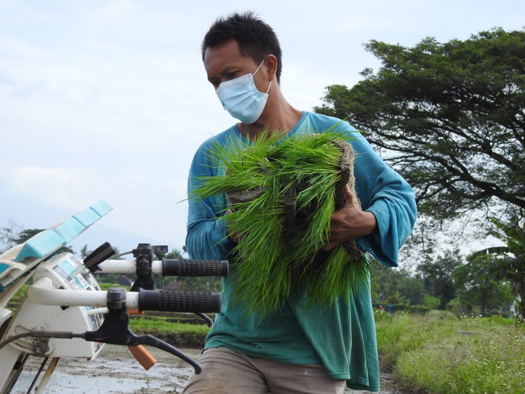 The Planting of Inpari 42 Agritan GSR Paddy at UGM PIAT – piat.ugm.ac.id