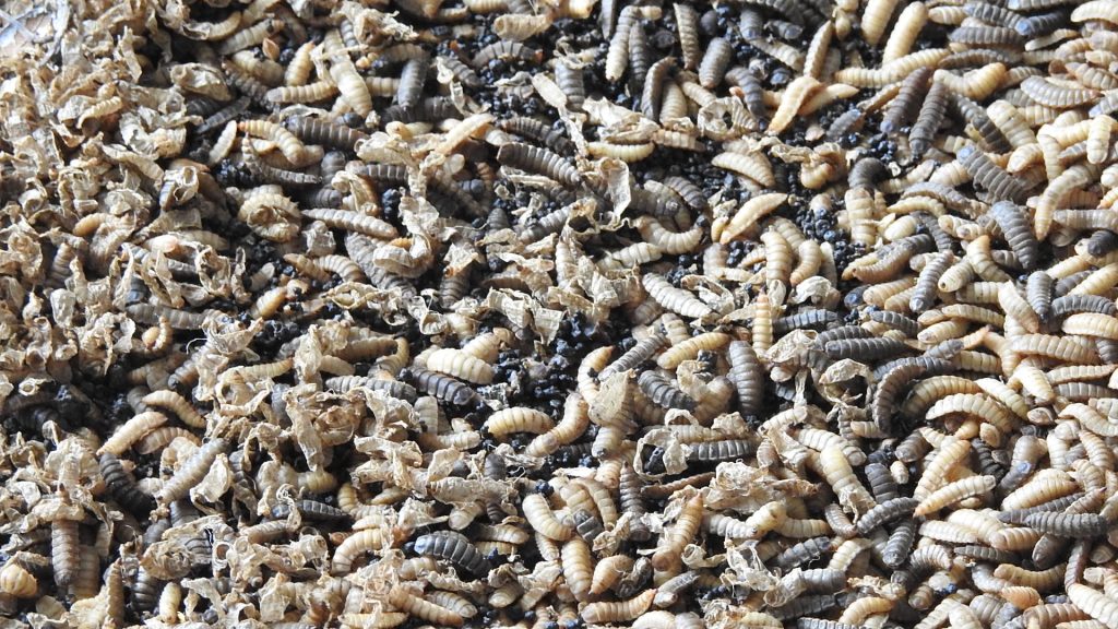 Teknologi Biokonversi: Budidaya Maggot Black Soldier Fly (BSF) Menjadi ...