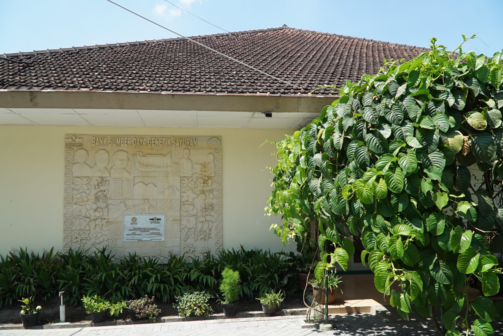 Lestarikan Plasma Nutfah untuk Mendukung Ketahanan Pangan, PIAT UGM ...